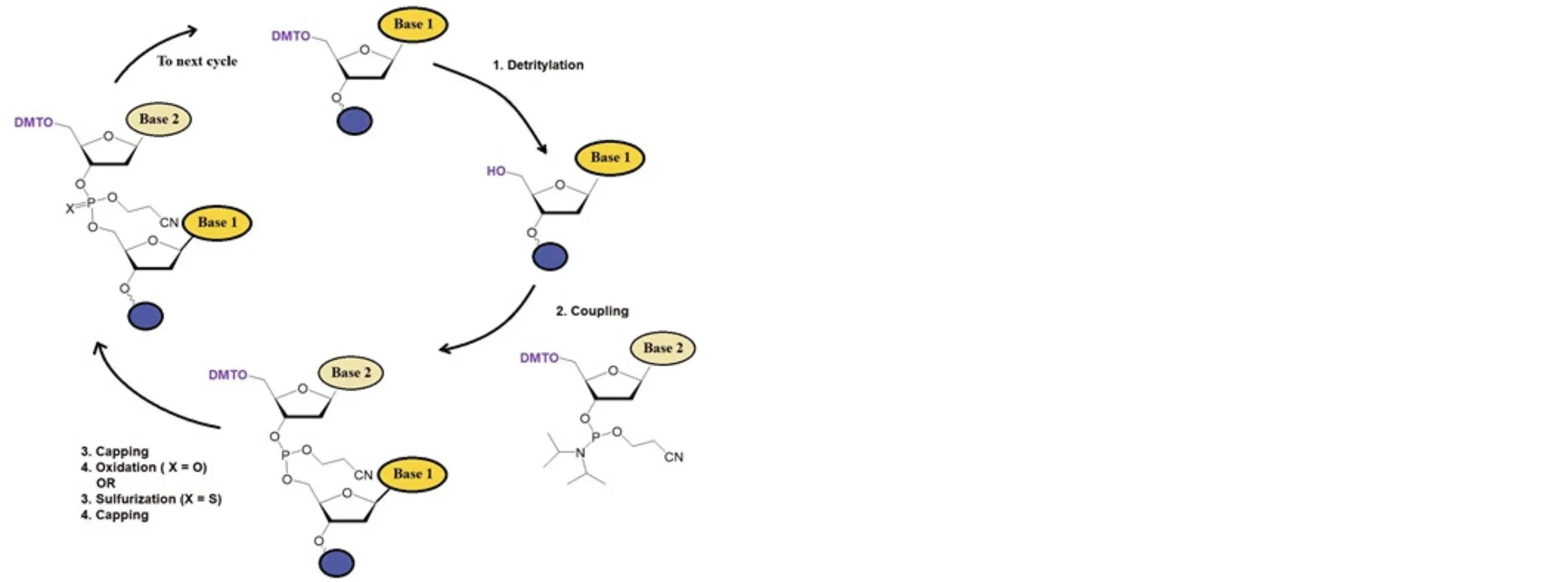 Automated Peptide Synthesizers